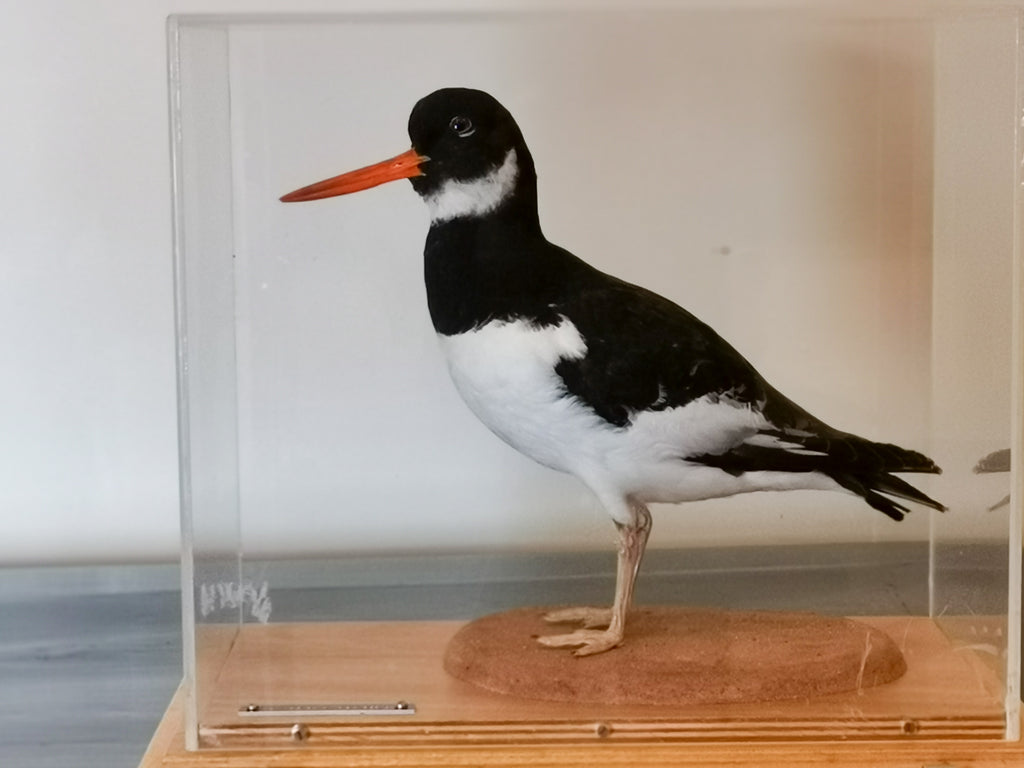 Oyster Catcher – Rebecca Christie Miller
